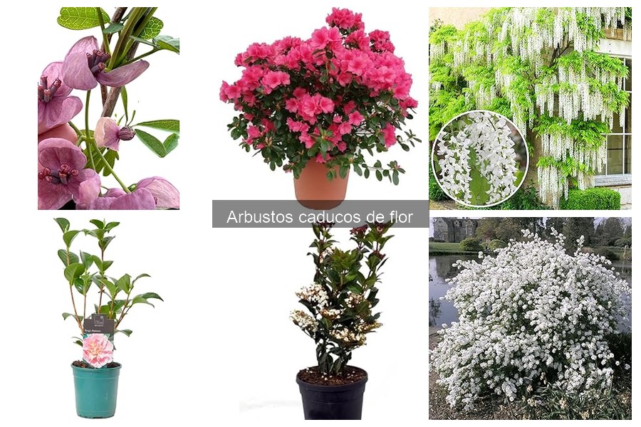 El mejor momento para plantar arbustos caducos de flor - Alameda