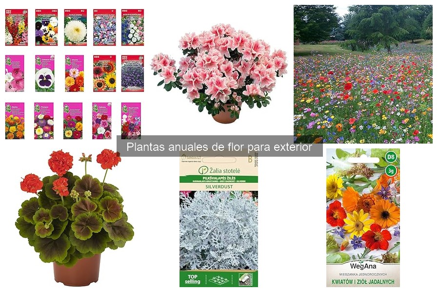 Descubre las mejores plantas anuales para sombra en exteriores - Alameda